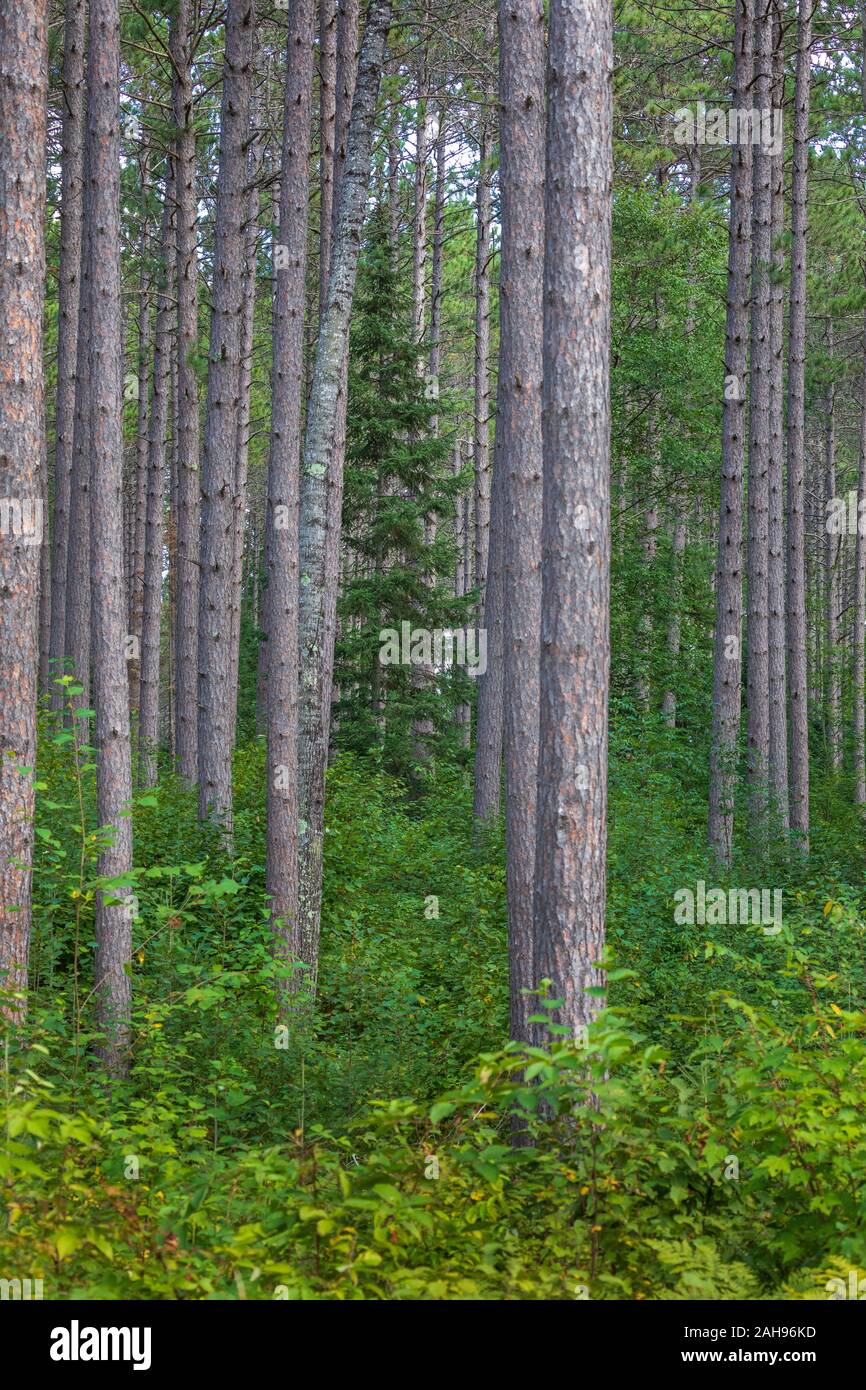 Red pine plantation hi-res stock photography and images - Alamy