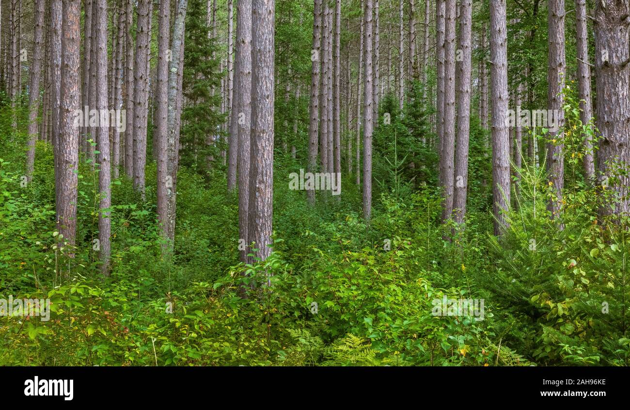 Plantation of red pines in the Chequamegon National Forest in northern ...