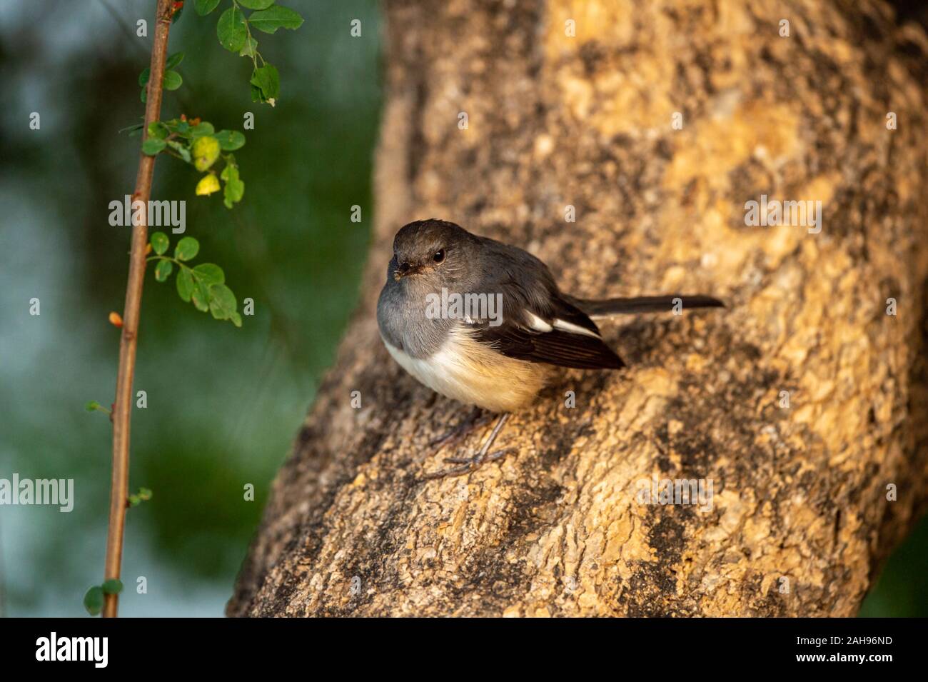 Bangladesh national bird hi-res stock photography and images - Alamy