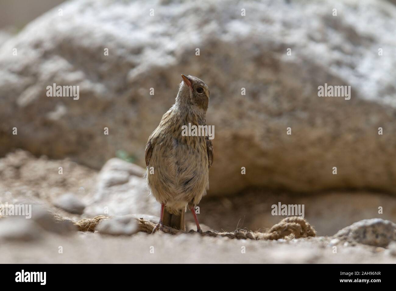 Indian finches hi-res stock photography and images - Alamy