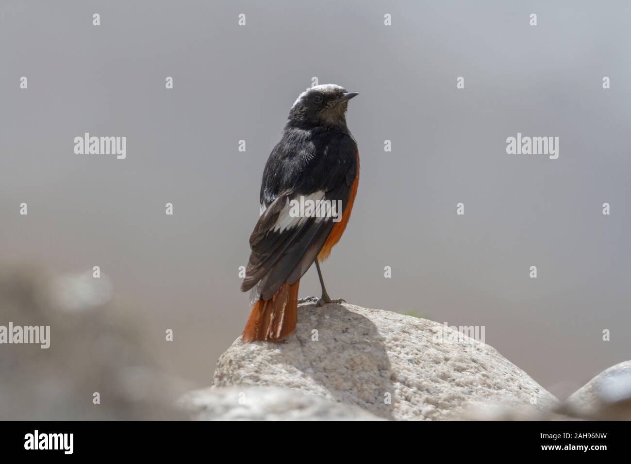 Indian redstart hi-res stock photography and images - Alamy
