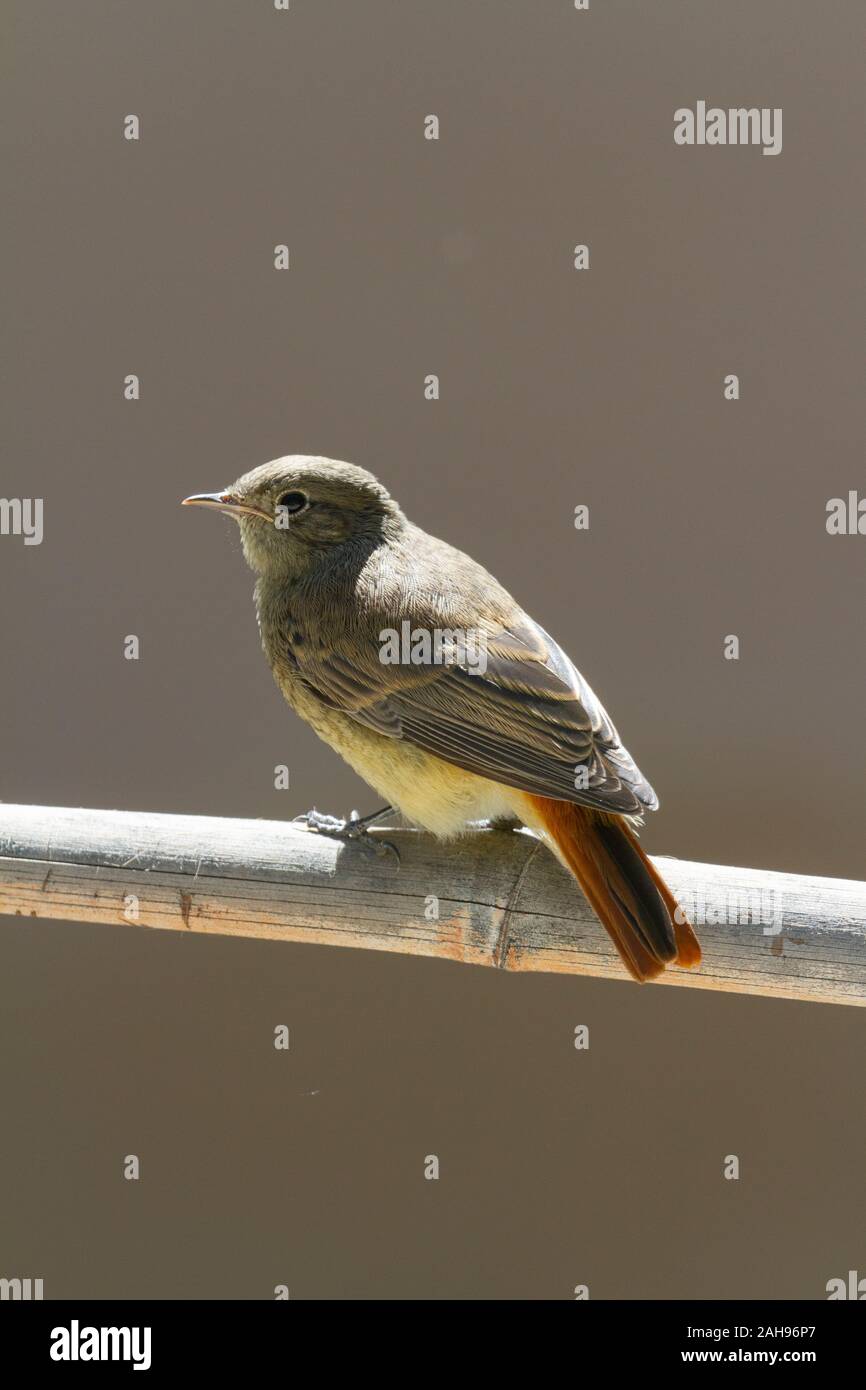 Indian finches hi-res stock photography and images - Alamy