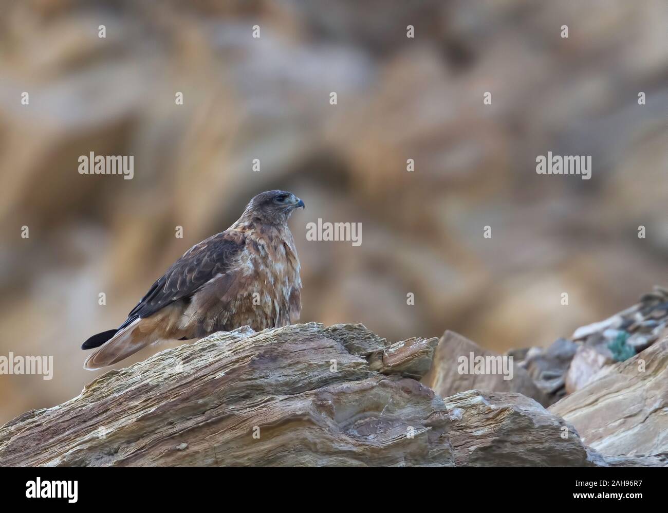 Upland Buzzard seen near Tsokar lake in summer months, Ladakh, India ...