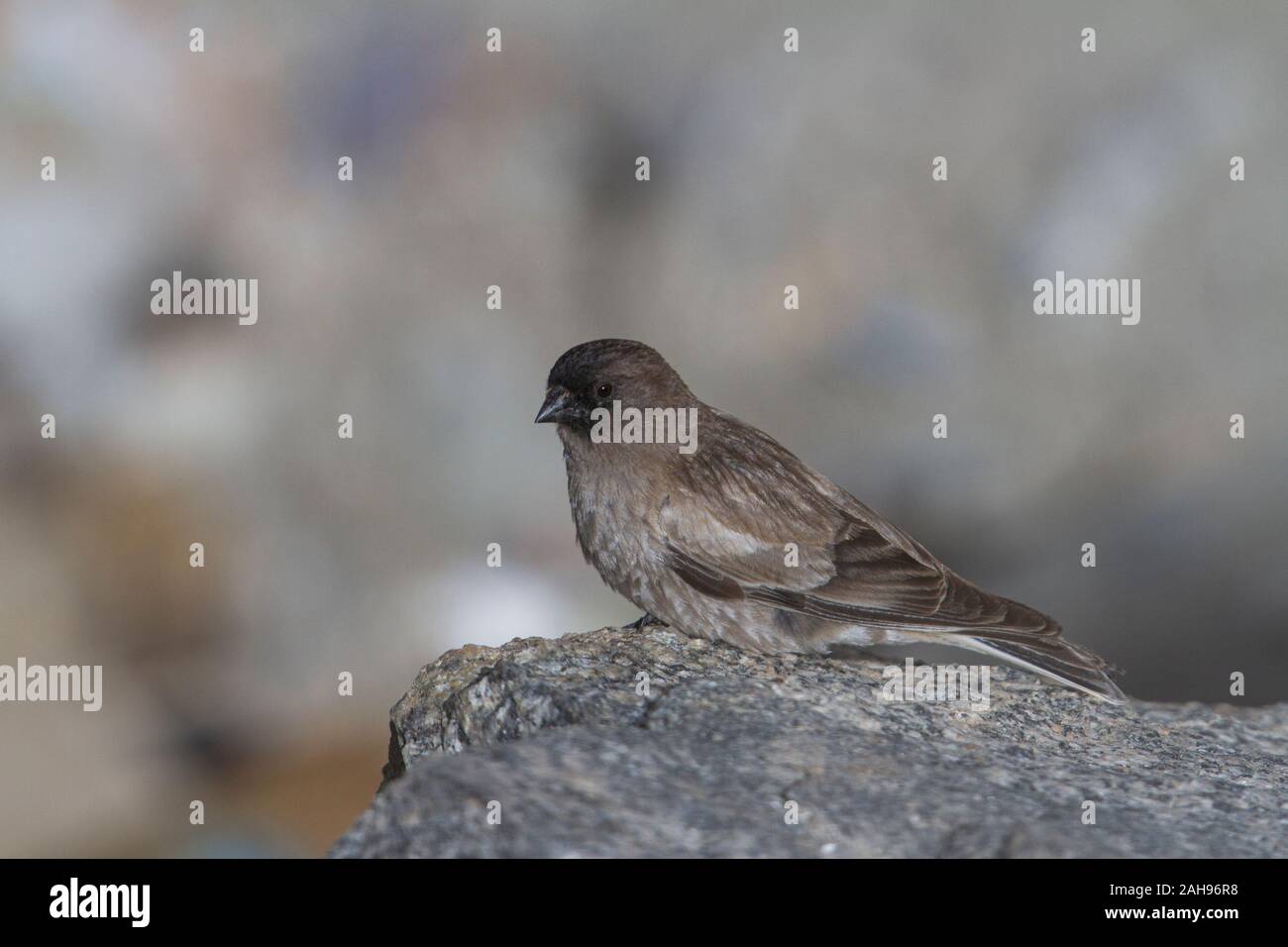 Indian finches hi-res stock photography and images - Alamy