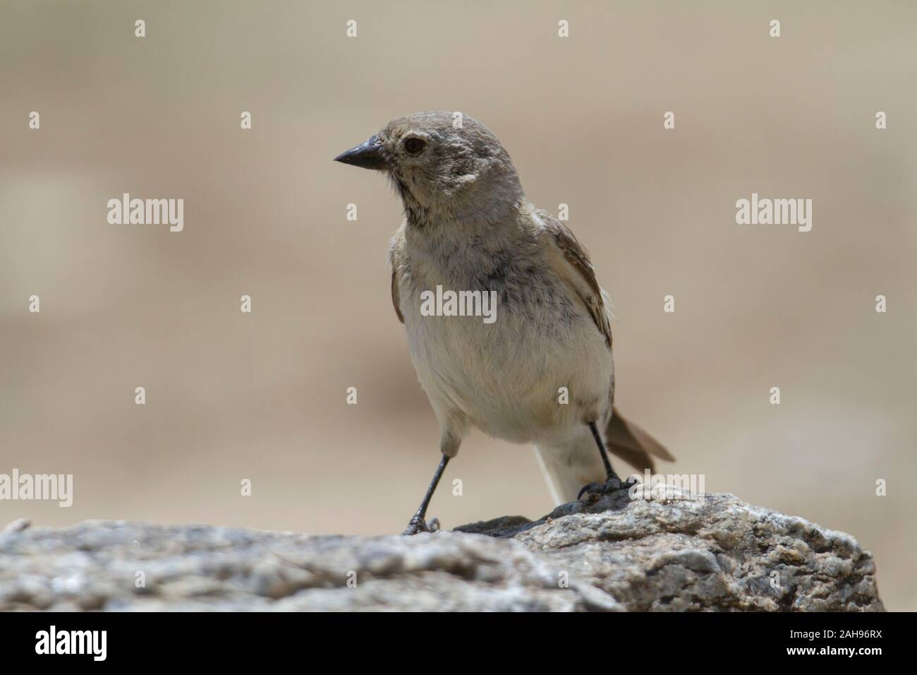 Indian finches hi-res stock photography and images - Alamy