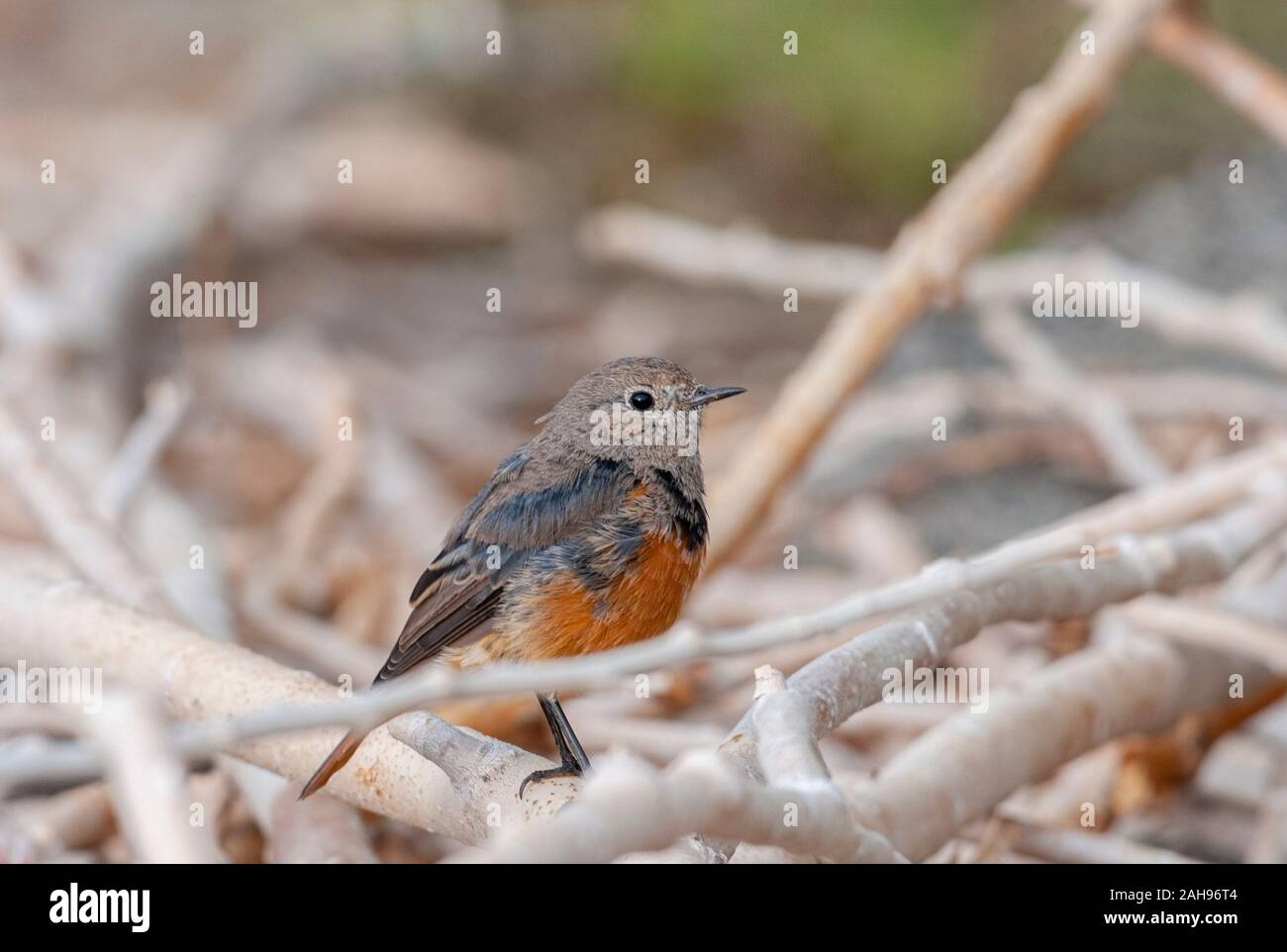 Black Redstart Female seen near Leh Town in summer months, Ladakh ...