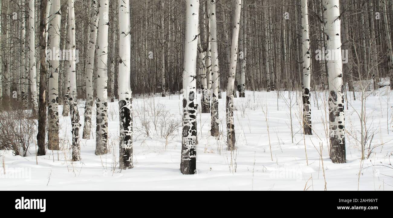Aspen trees in snow Stock Photo - Alamy