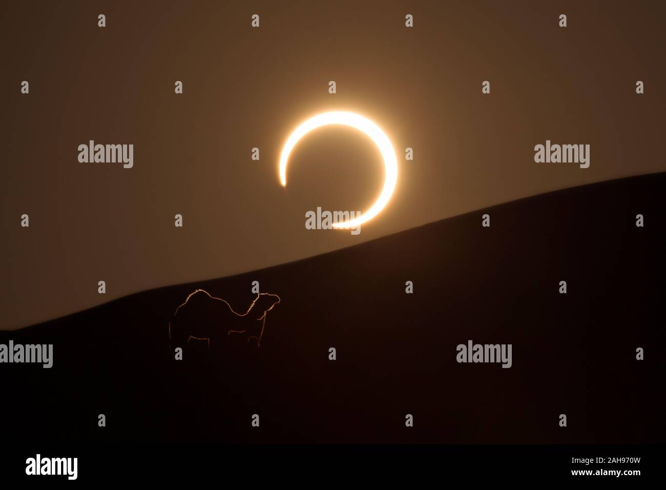 Annular solar eclipse in desert with a silhouette of a dromedary camel ...
