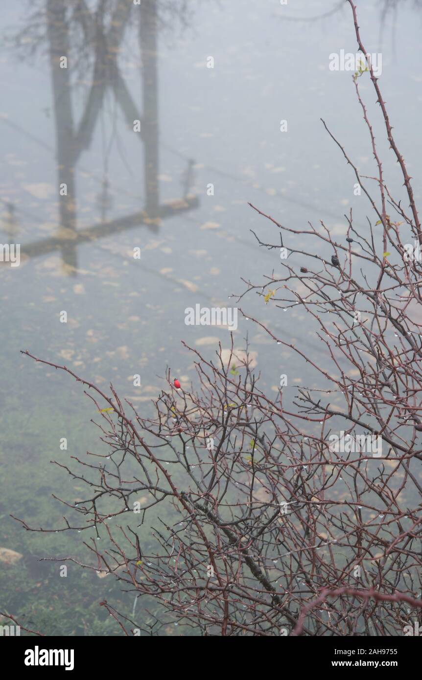 reflection with trees and landscape Stock Photo - Alamy