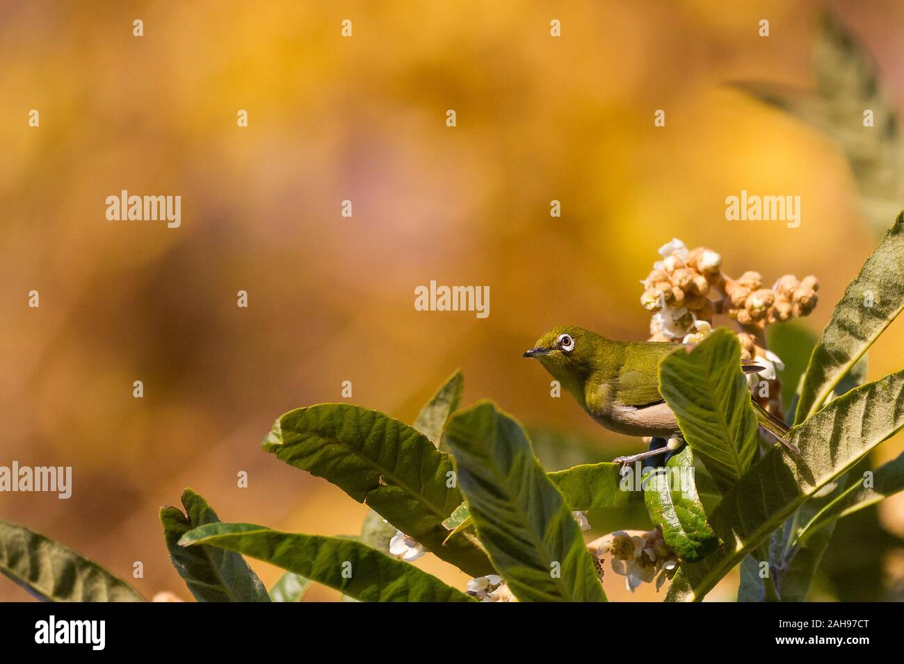 A Warbling white-eye (Zosterops japonicus), or Japanese white-eye bird ...