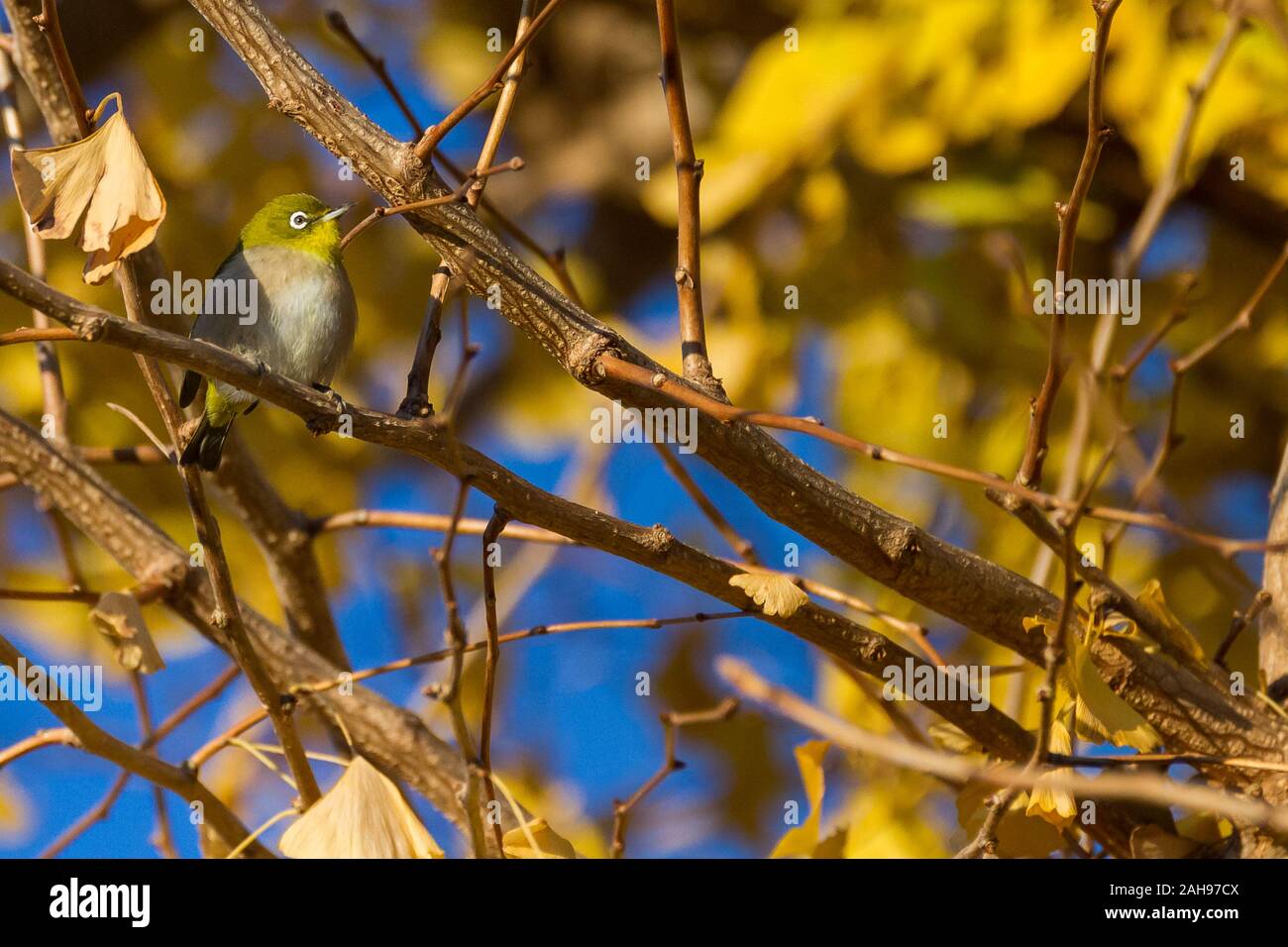 A Warbling white-eye (Zosterops japonicus), or Japanese white-eye bird ...