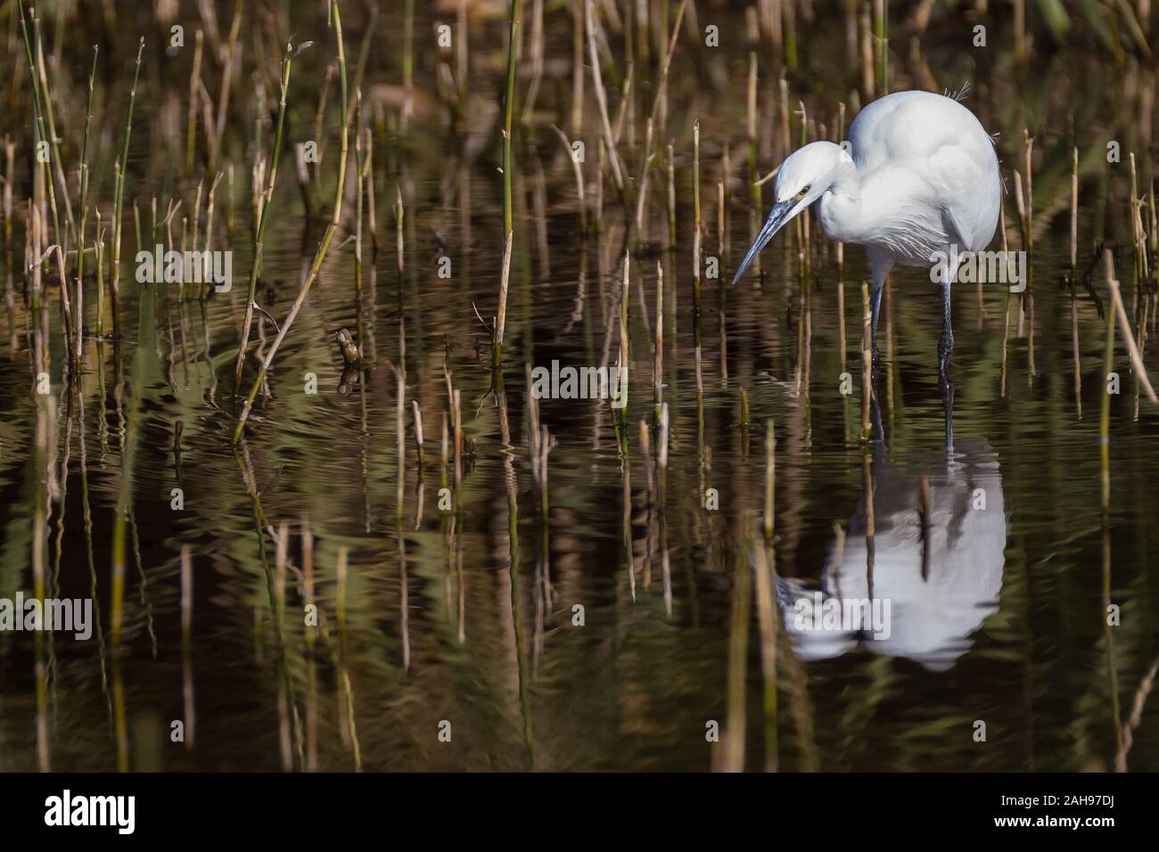 A Little Egret (Egretta Garzetta) fishing in a pond in Izumi no Mori ...