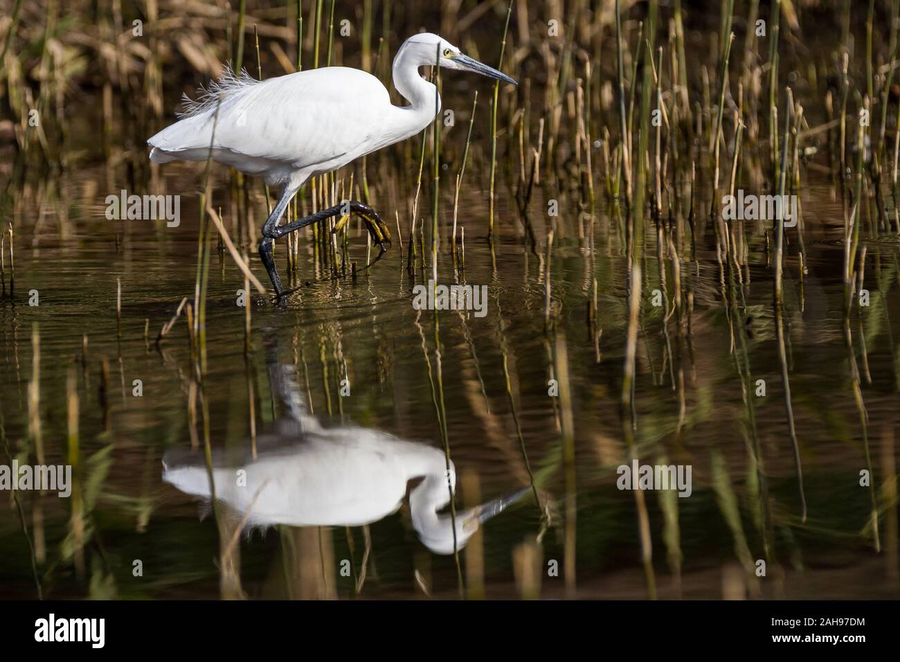 A Little Egret (Egretta Garzetta) fishing in a pond in Izumi no Mori ...