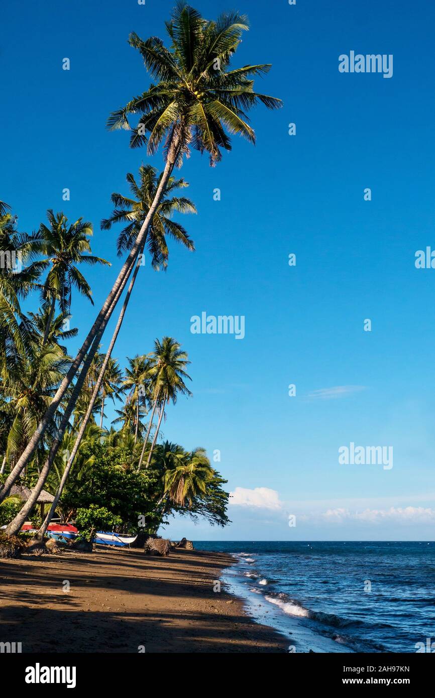 Tropical island trees hi-res stock photography and images - Alamy