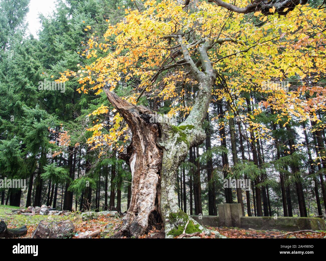fog in the forest making pictures Stock Photo - Alamy