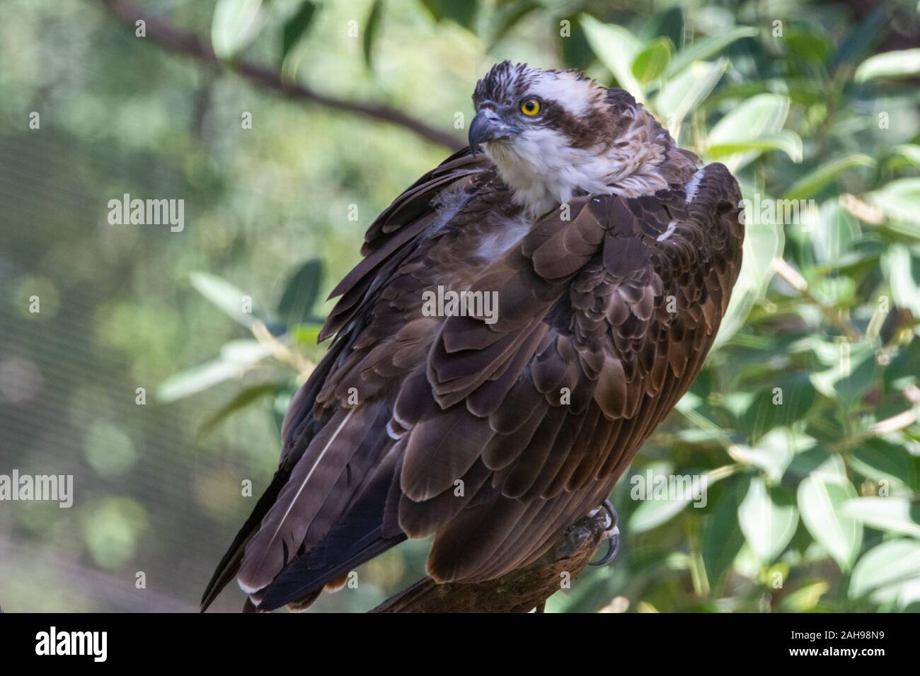 Close Up Sea Hawk High Resolution Stock Photography and Images - Alamy