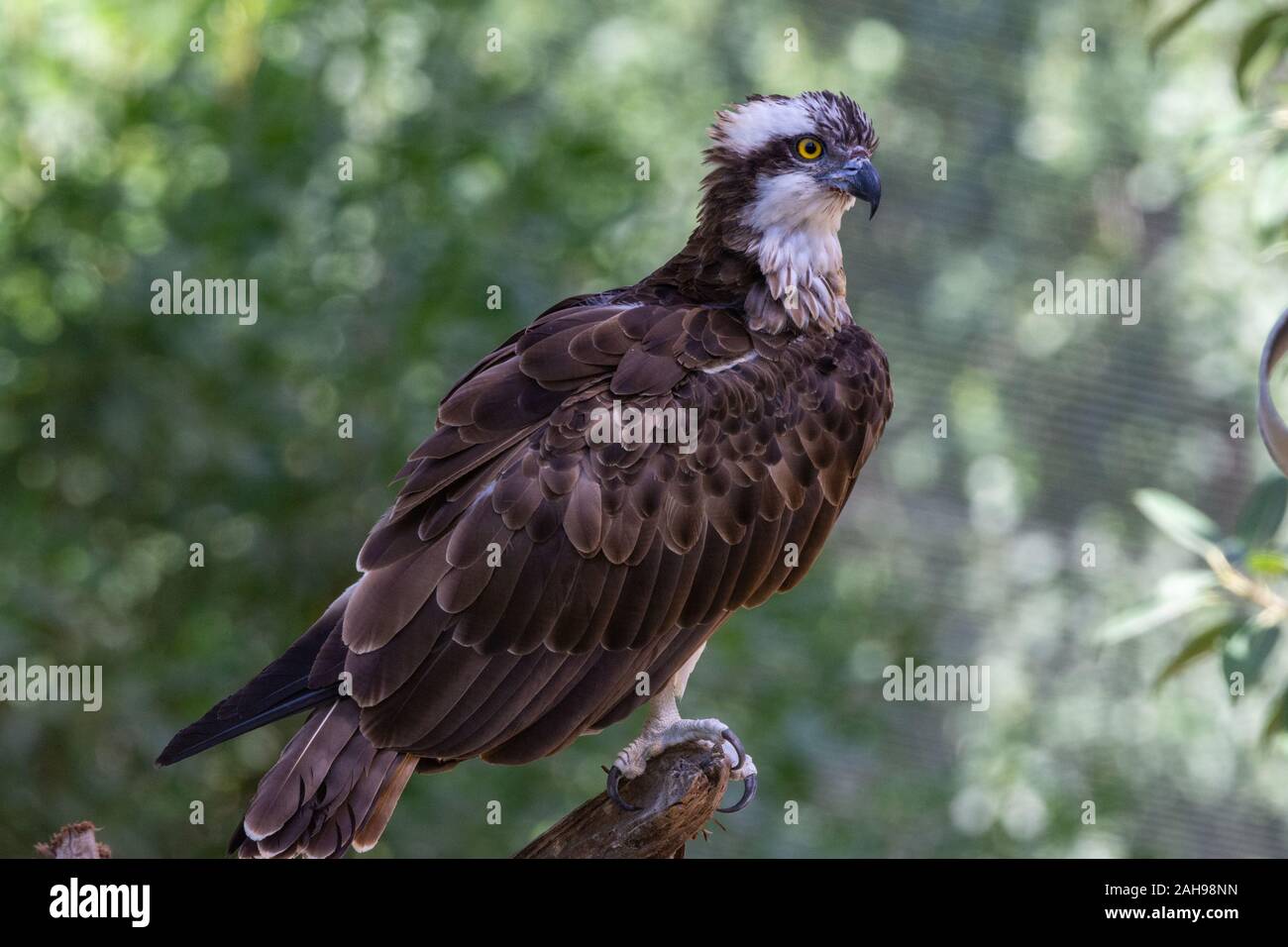 Close Up Sea Hawk High Resolution Stock Photography and Images - Alamy