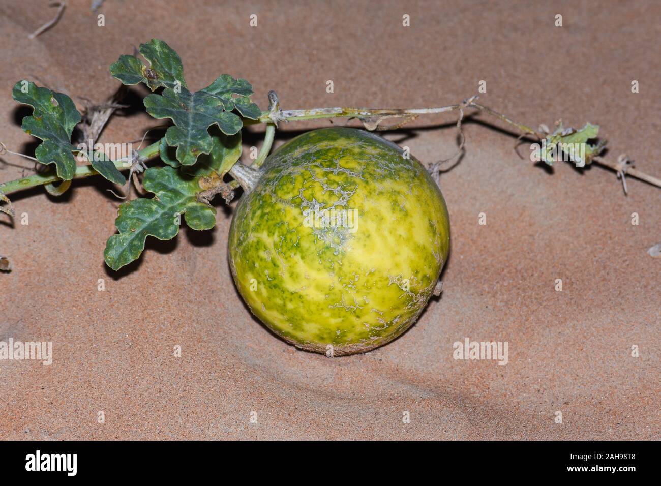 Desert Squash or bitter gourd (Citrullus colocynthis) (Handhal) in the ...