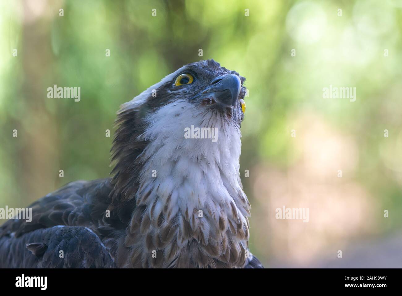 Close up sea hawk hi-res stock photography and images - Alamy