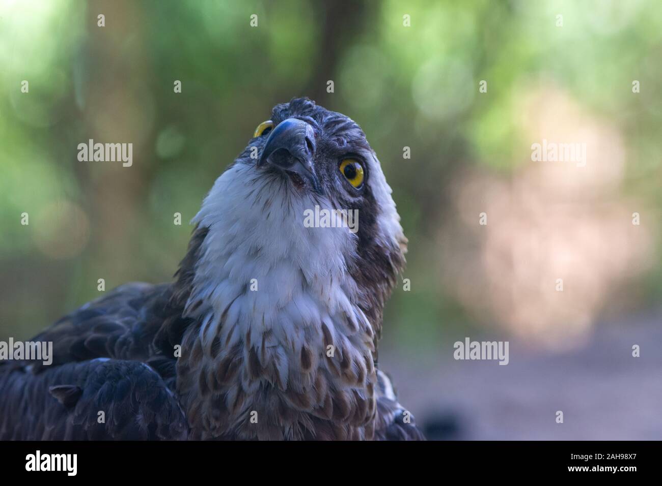 Close up sea hawk hi-res stock photography and images - Alamy