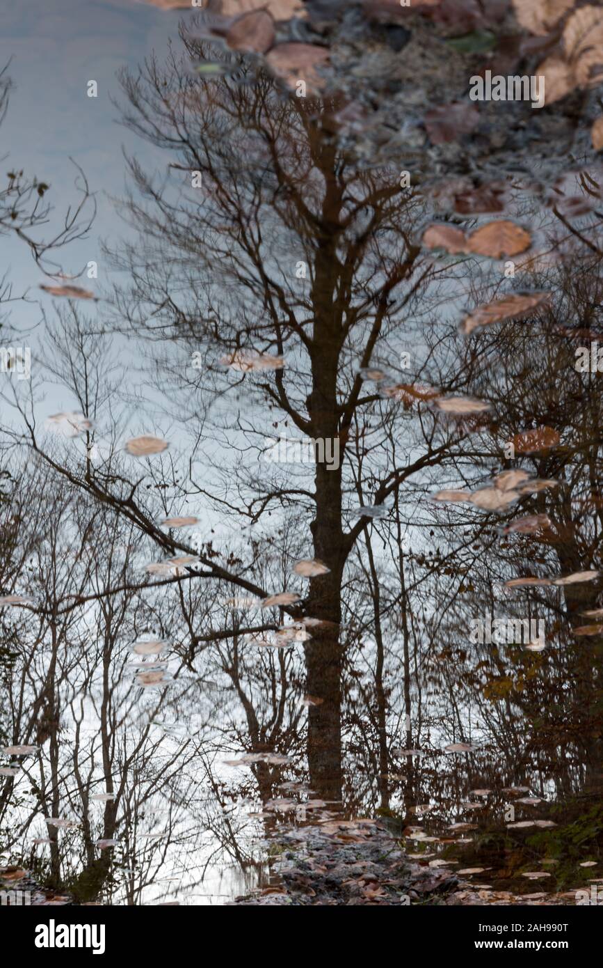 reflection with trees and landscape Stock Photo - Alamy