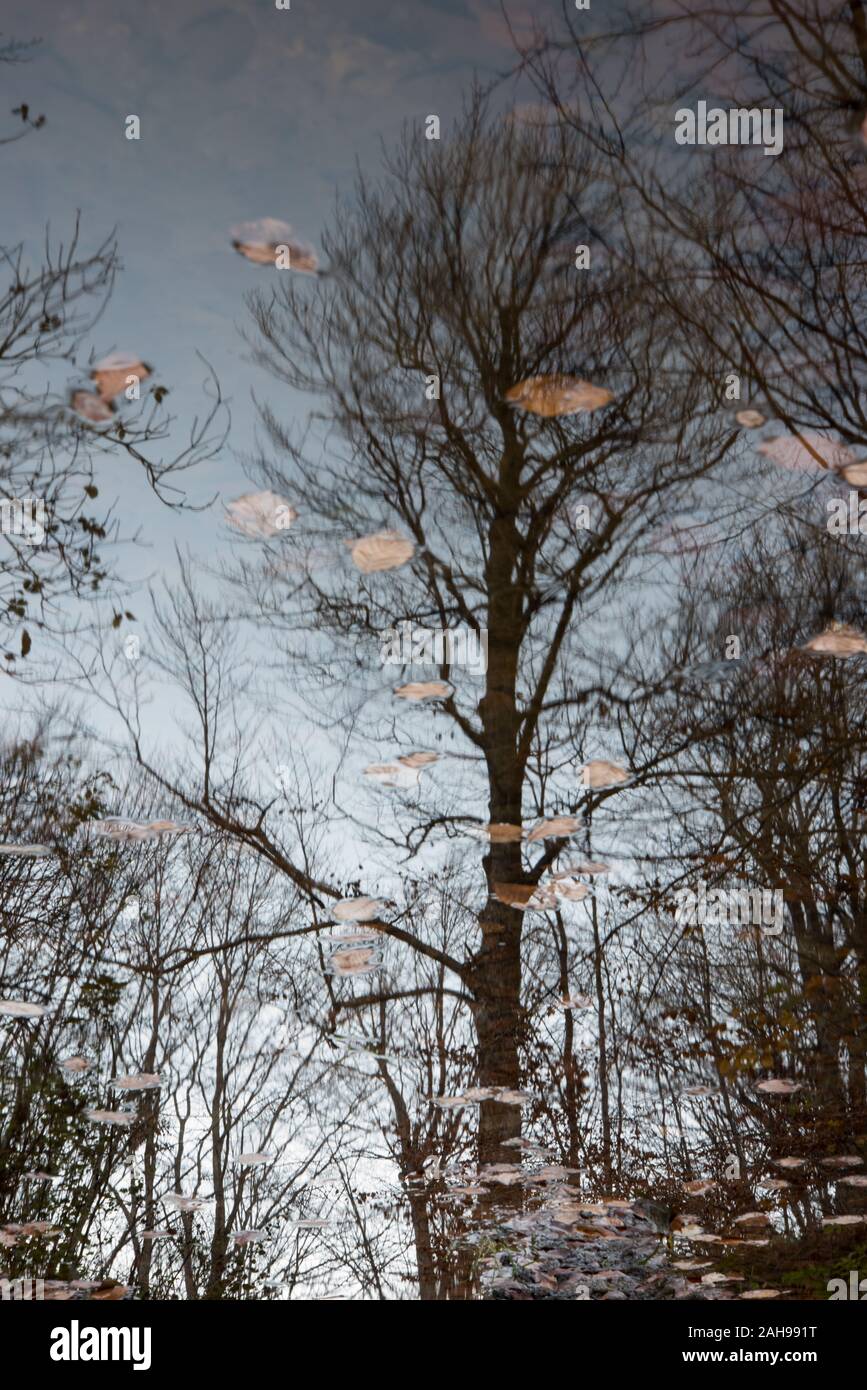 reflection with trees and landscape Stock Photo - Alamy