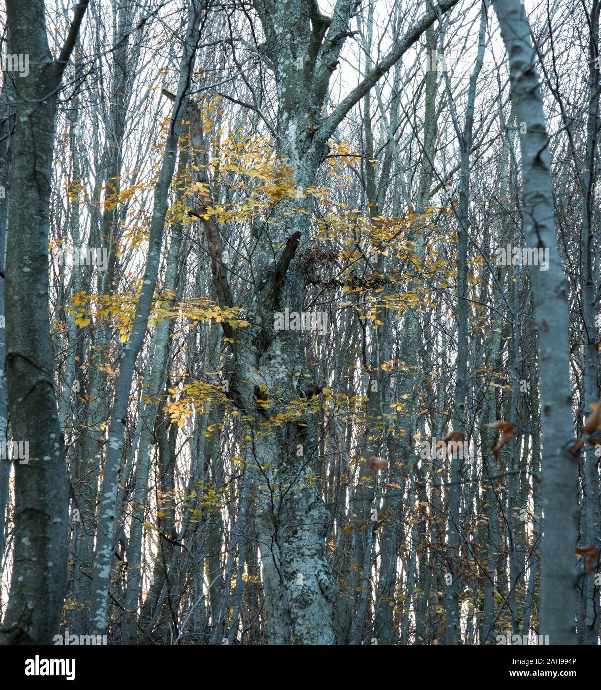 reflection with trees and landscape Stock Photo - Alamy