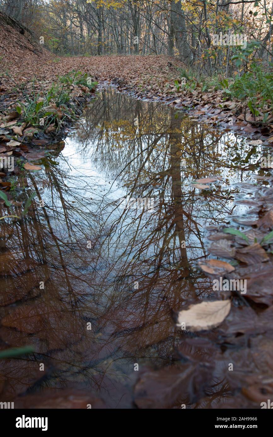 reflection with trees and landscape Stock Photo - Alamy
