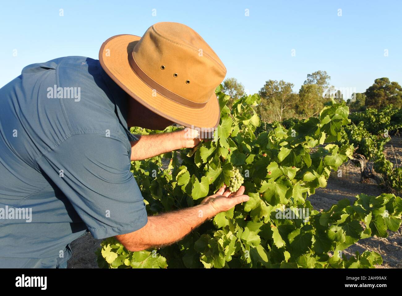 Australian Farmer High Resolution Stock Photography and Images - Alamy