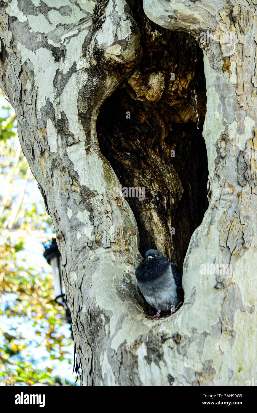 Pigeon in a hole hi-res stock photography and images - Alamy
