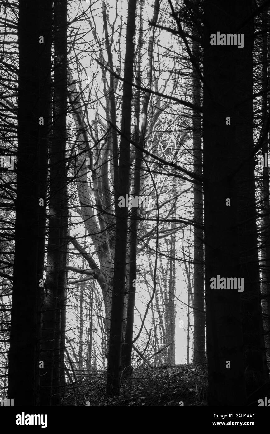 Trees autumn in deep Black and White Stock Photos & Images - Alamy