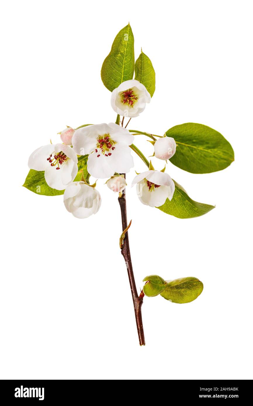 Blooming apple tree branch in spring isolated on white background Stock ...