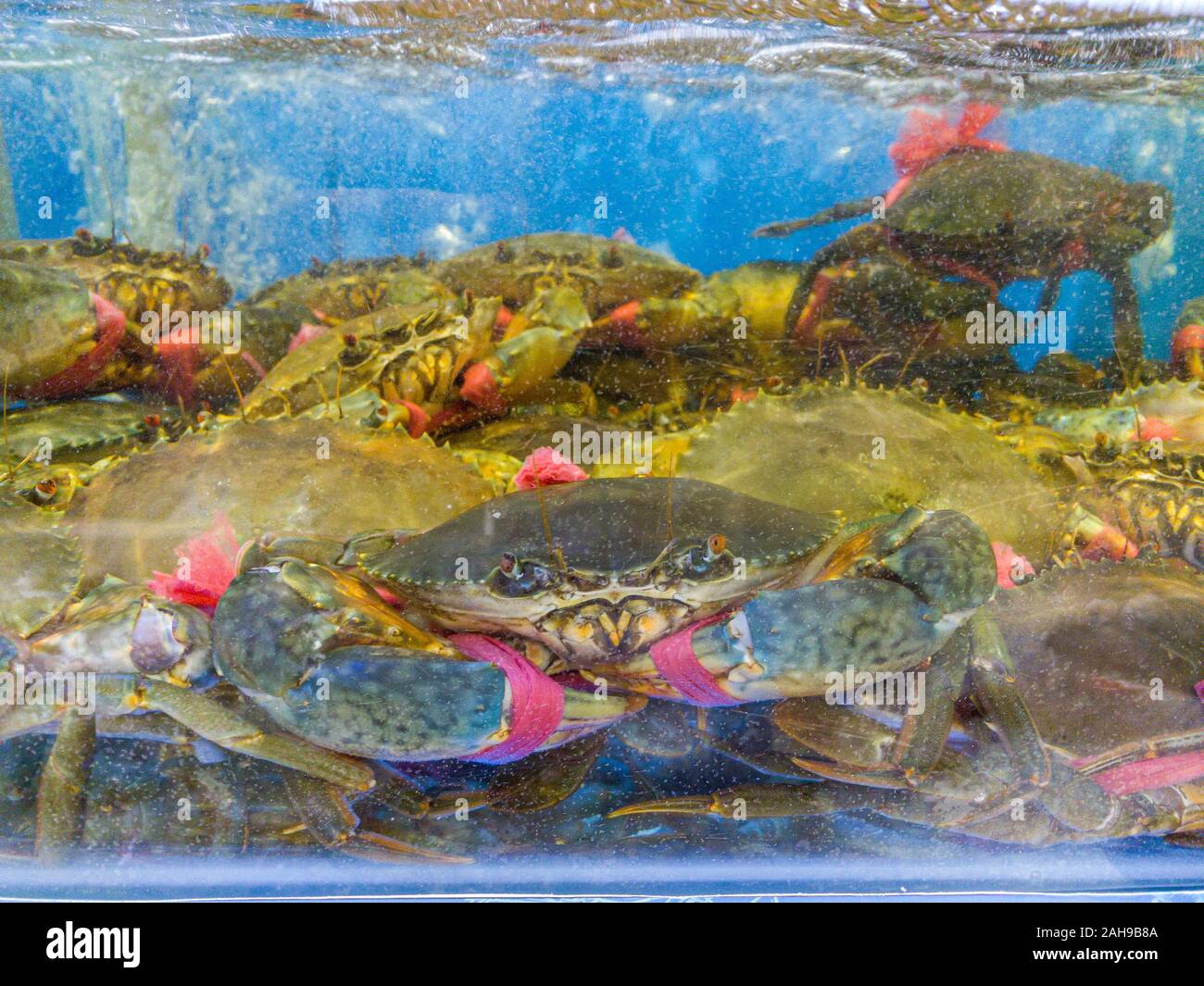 Freshwater Crabs Aquarium Fish