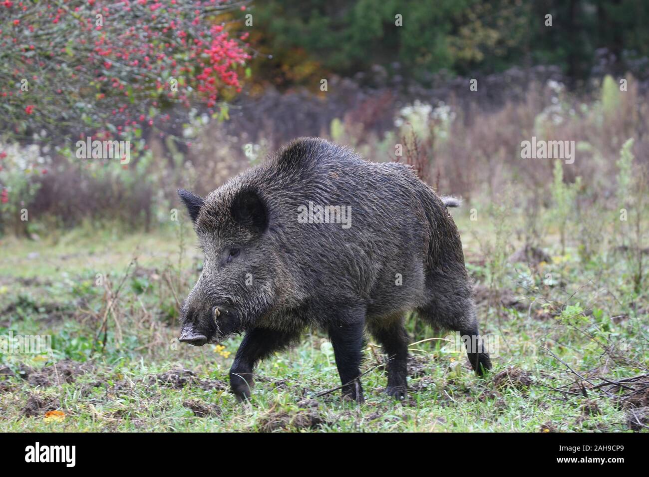 Wild boar (Sus scrofa), tusker, running, Allgaeu, Bavaria, Germany ...