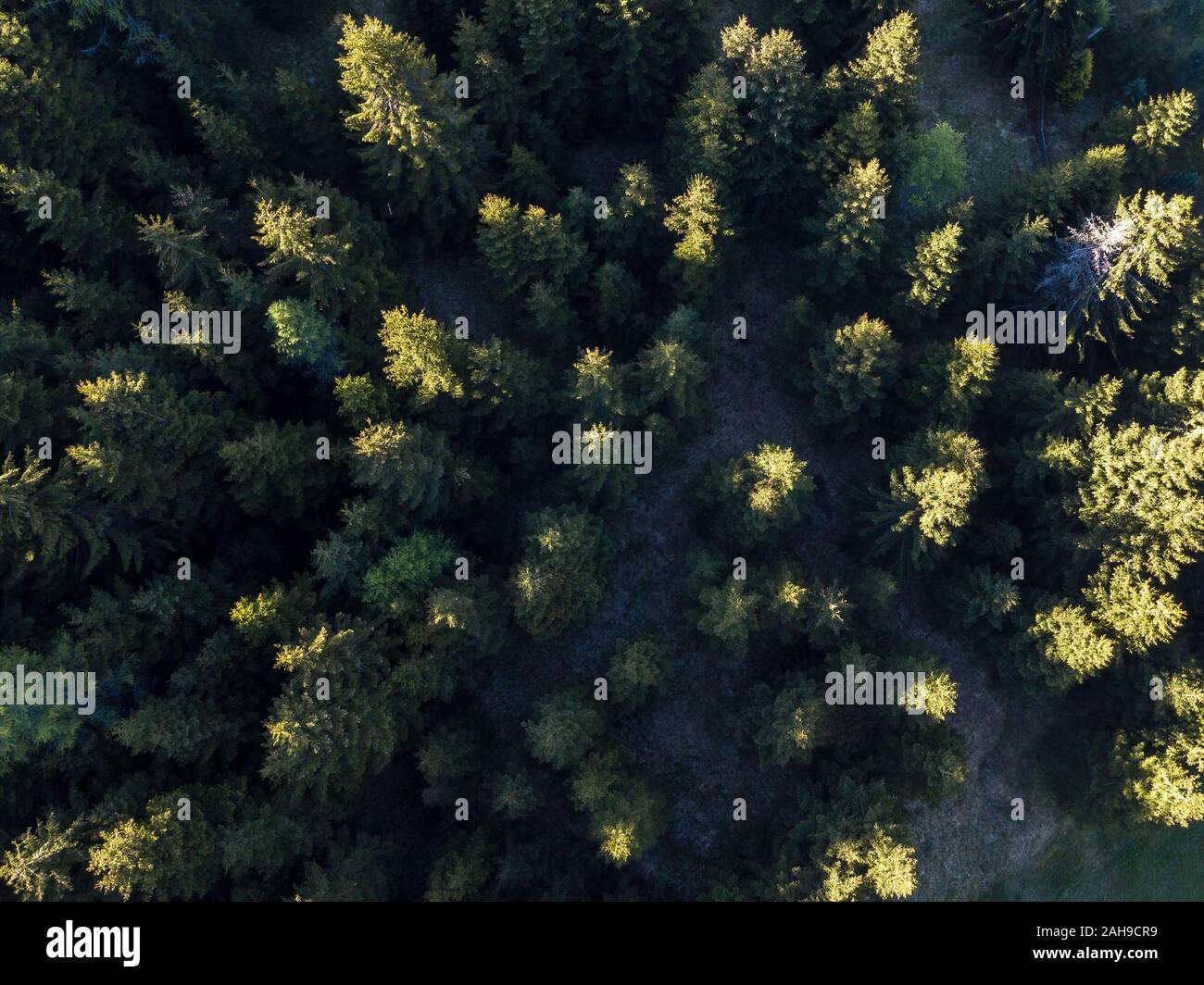 Coniferous forest from above, aerial view, Tyrol, Austria Stock Photo ...