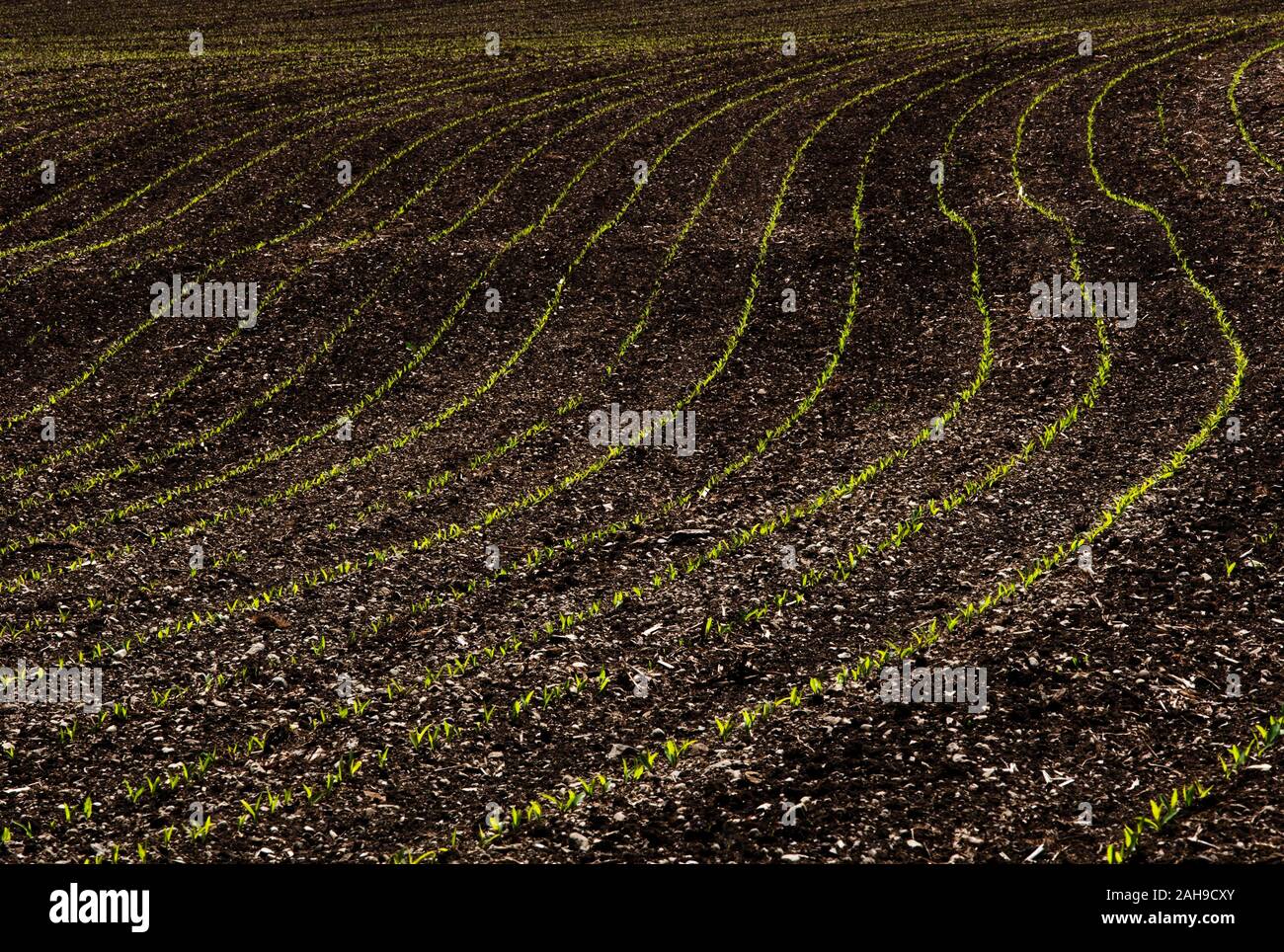 Germinating maize plants in rows hi-res stock photography and images ...