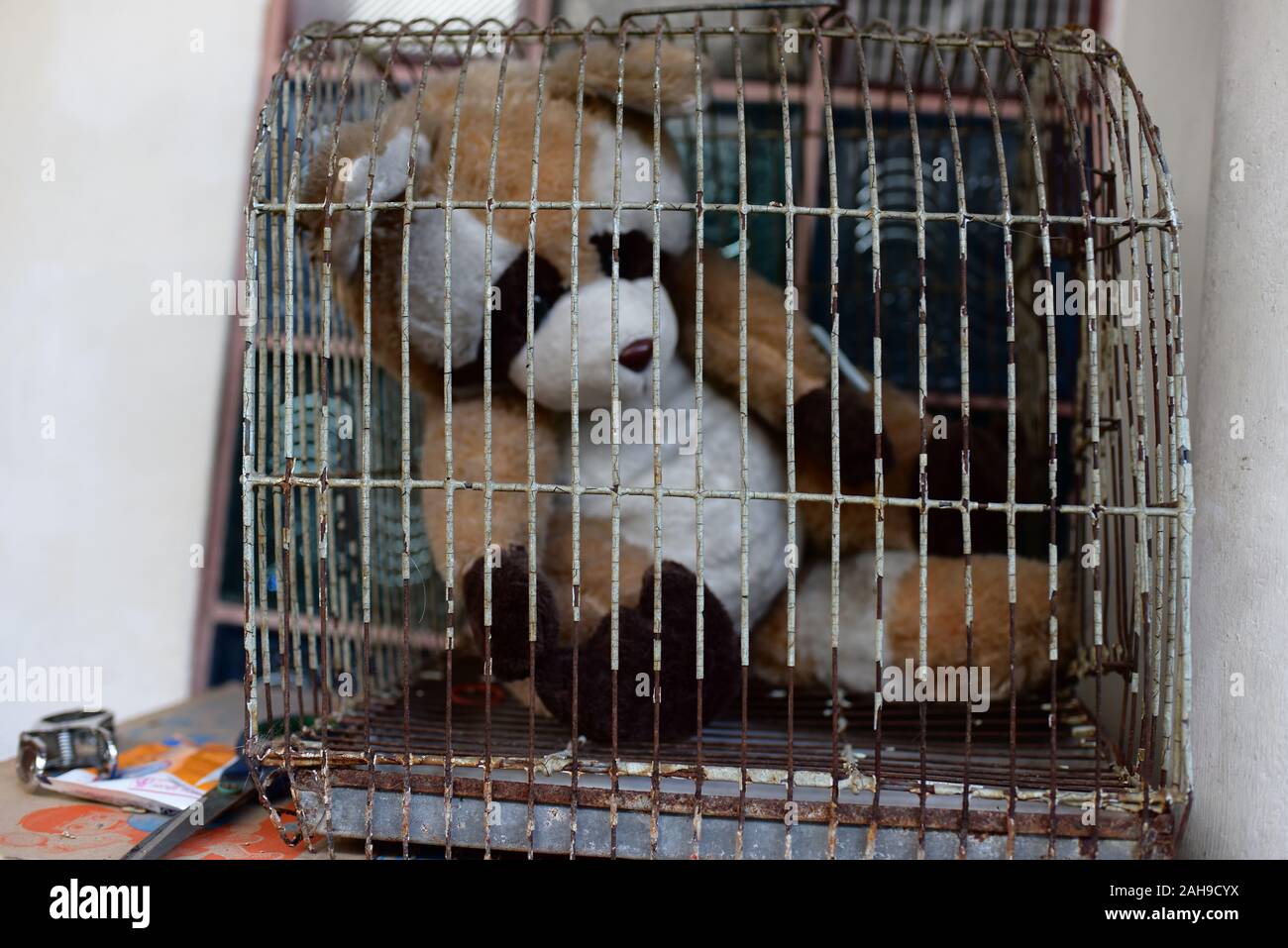 Bad teddy gets locked up in pet cage in Bangkok, Thailand Stock Photo ...