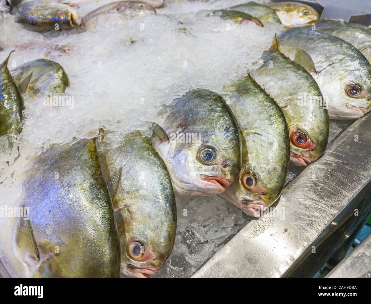 Pompano fish hi-res stock photography and images - Alamy