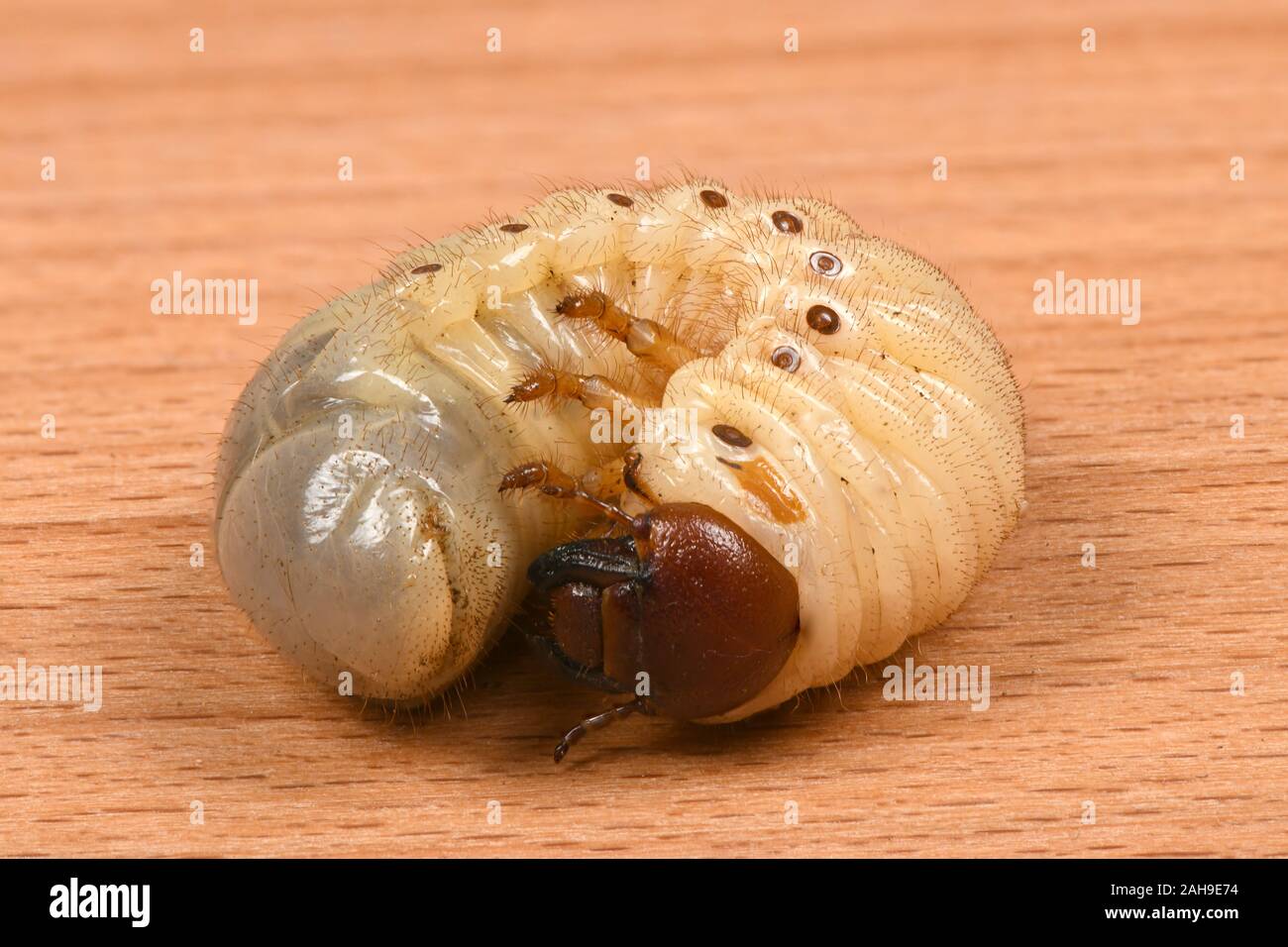 The larvae of the rhinoceros beetle (Oryctes nasicornis). Beetle larvae ...