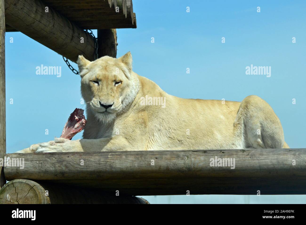 West midlands safari park lion hi-res stock photography and images - Alamy