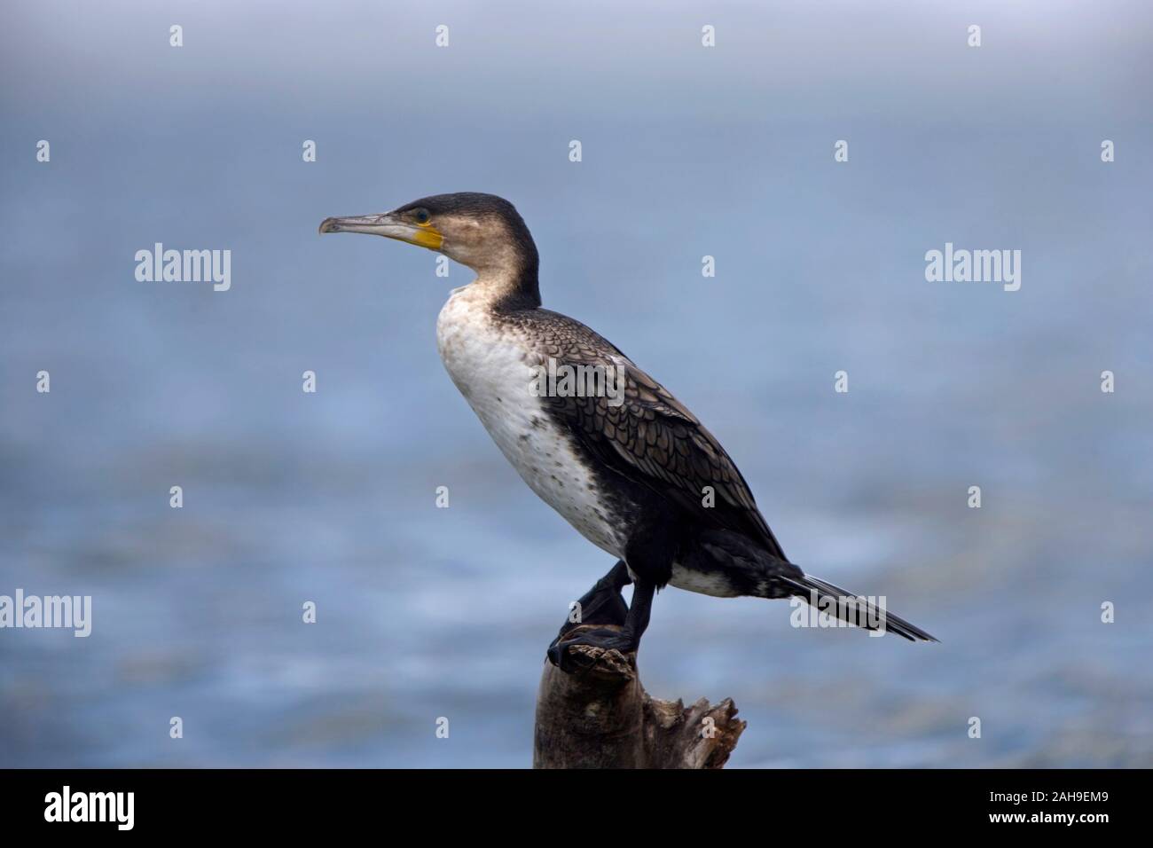 White-breasted Cormorant, (Phalacrocorax lucidus), standing on a tree ...