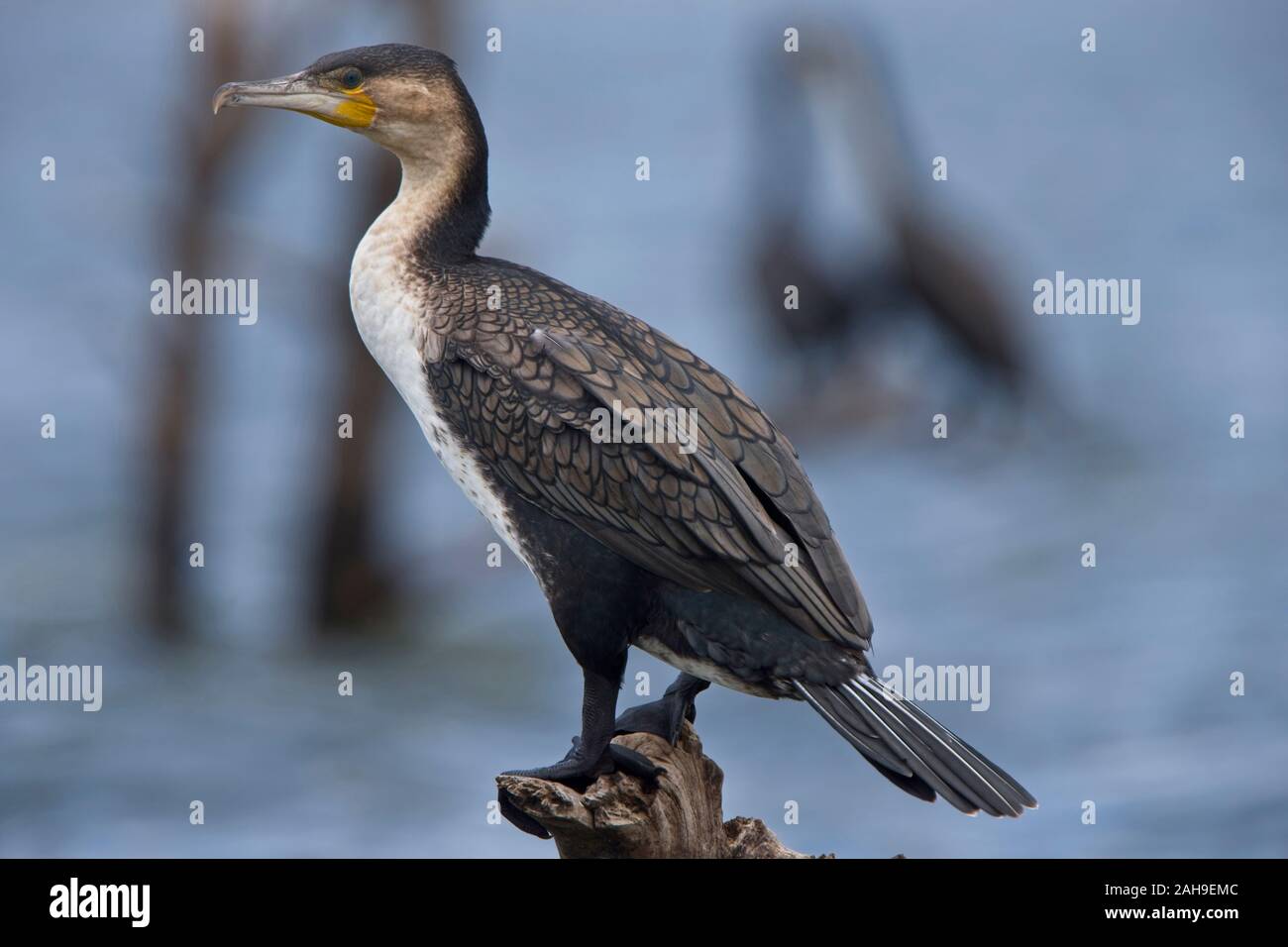 White-breasted Cormorant, (Phalacrocorax lucidus), standing on a tree ...