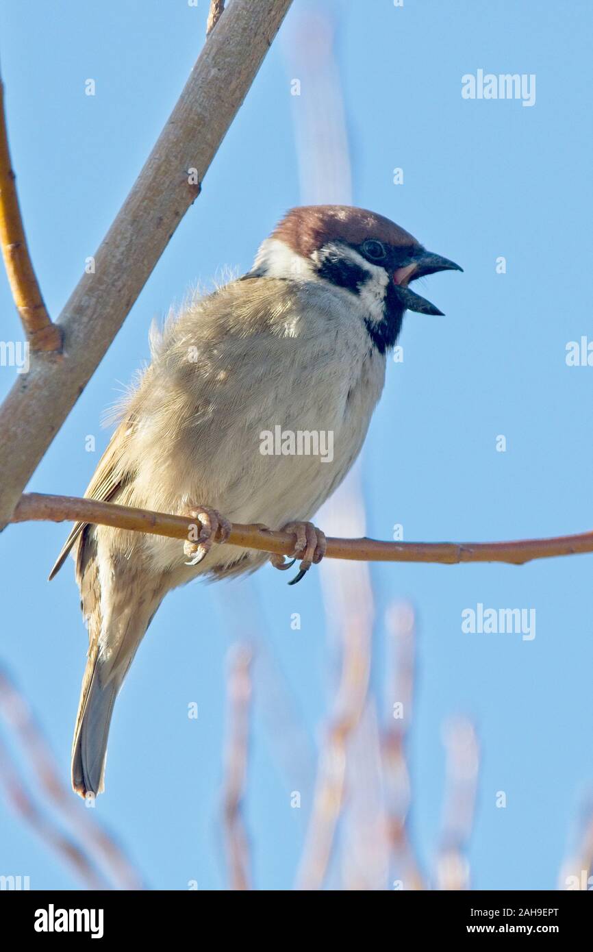 Tree Sparrow, calling, Norfolk, England, UK Stock Photo - Alamy