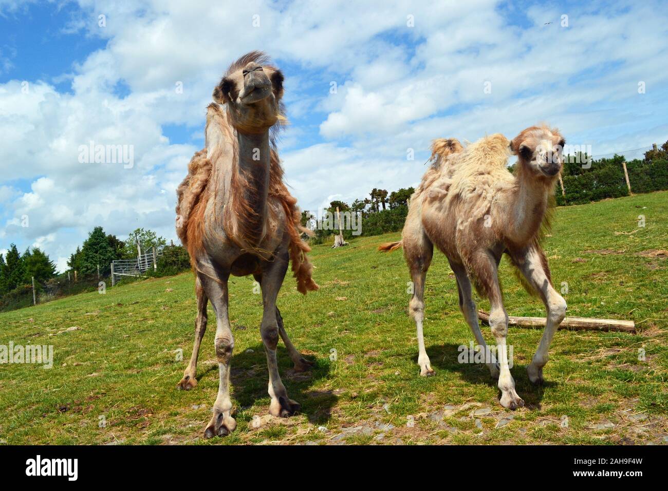 Camels, including one baby camel, at West Midland Safari Park, Bewdley ...