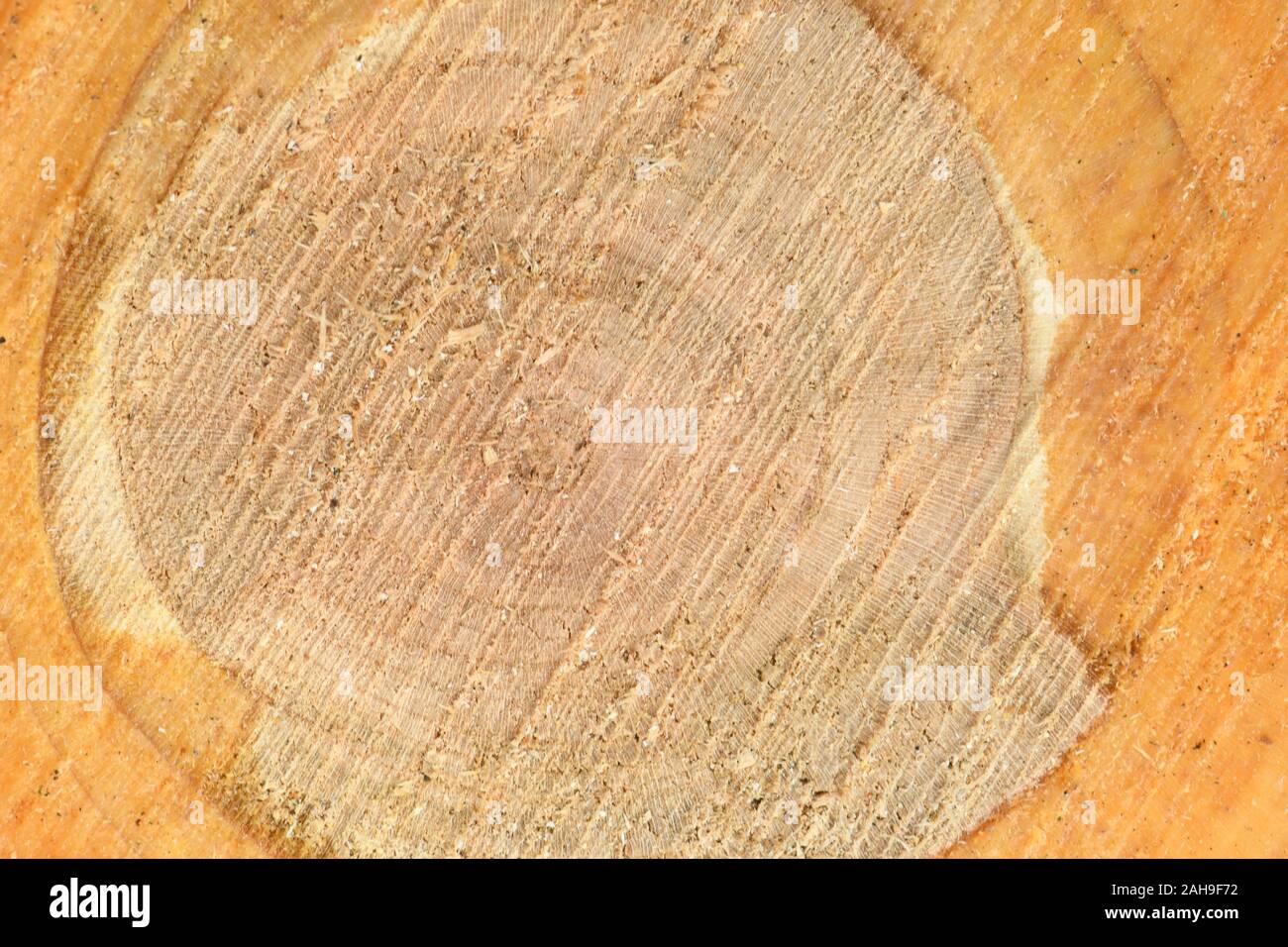 Top view of the surface of the fresh stump with annual rings closeup ...