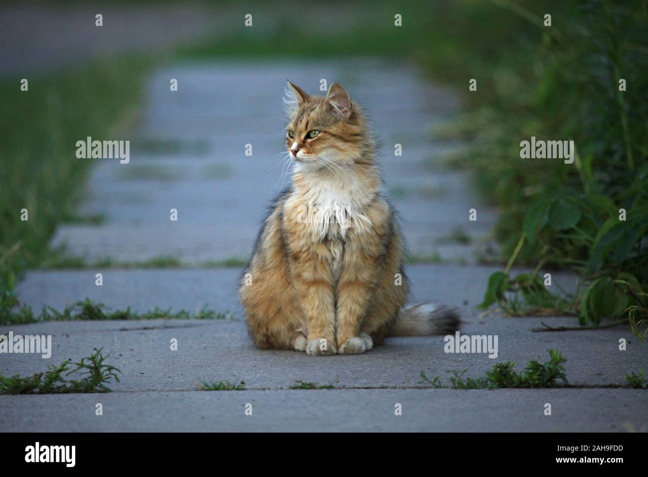 Red, сute and homeless cat with the white fluffy chest dicky. Portrait ...