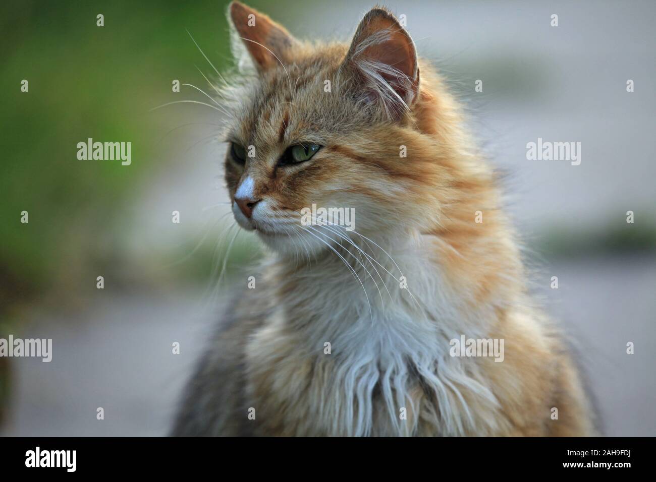 Red, сute and homeless cat with the white fluffy chest dicky is looking ...