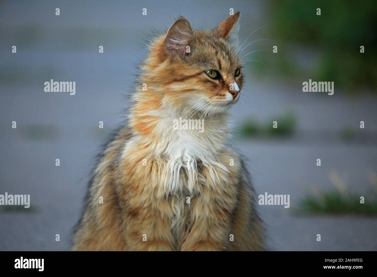 Red, сute and homeless cat with the white fluffy chest dicky is looking ...