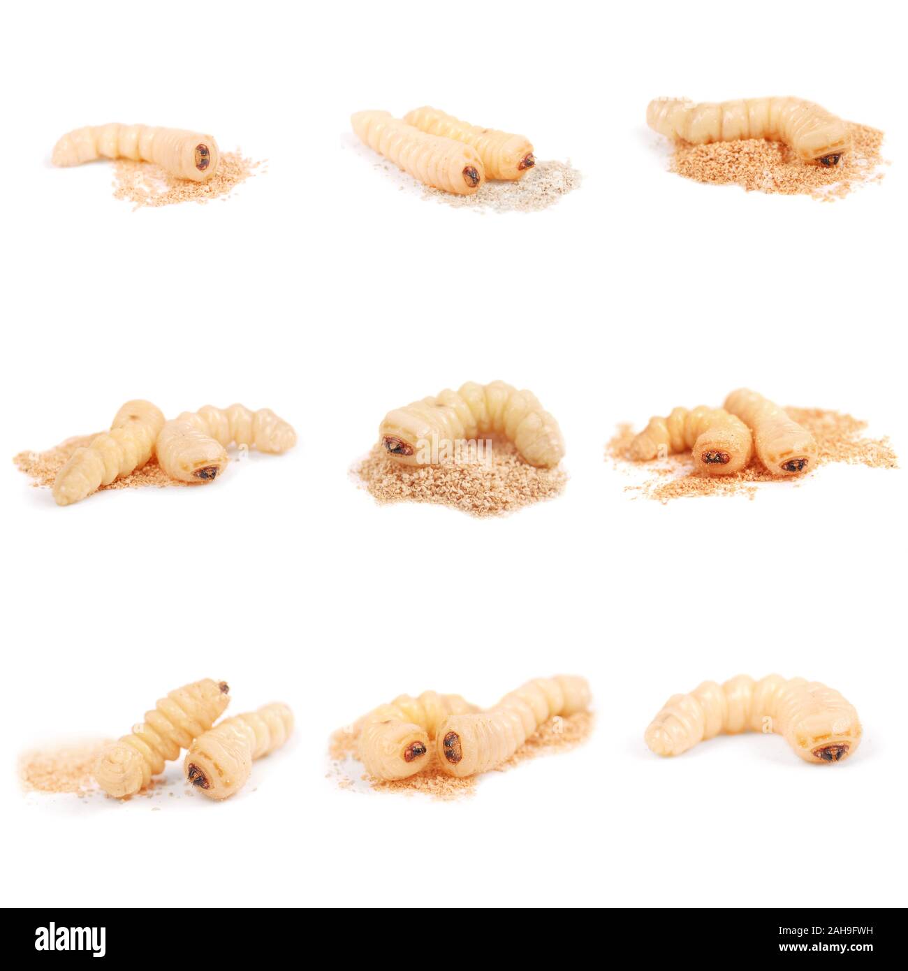 Nine larva bark beetle (Scolytinae). Larva of Bark beetles legless ...