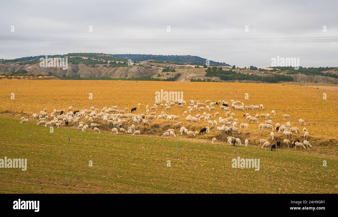 Meseta spain sheep hi-res stock photography and images - Alamy
